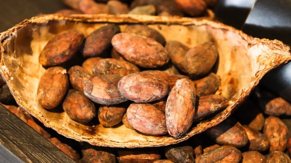 Bukan Main Harga Kakao Naik 17%, Petani Coklat Auto Smile - JurnalLugas.Com