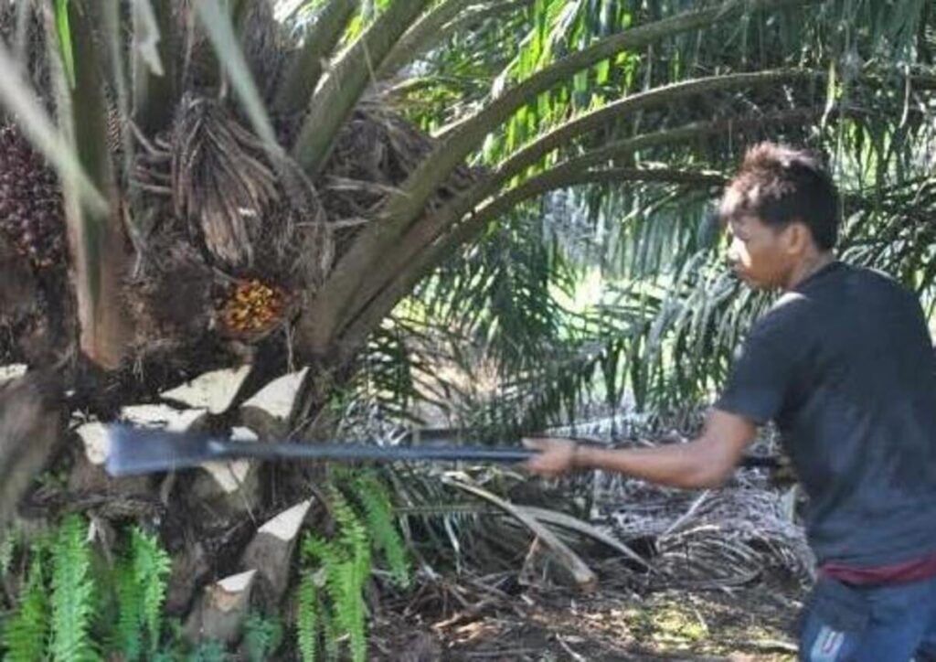 Petani Sawit Gagal Auto Pajero, Harga Referensi CPO Anjlok, Ini Kata ...