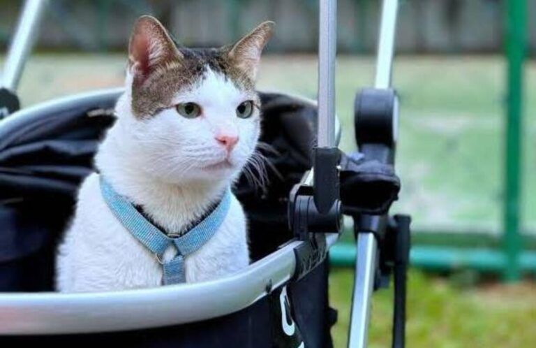 Bobby Kertanegara Kucing Prabowo Subianto dan Stroller Mewahnya ...
