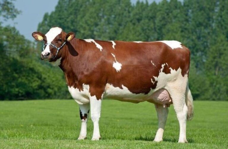1.573 Sapi Perah Impor dari Australia Tiba Produksi Susu Nasional Siap ...