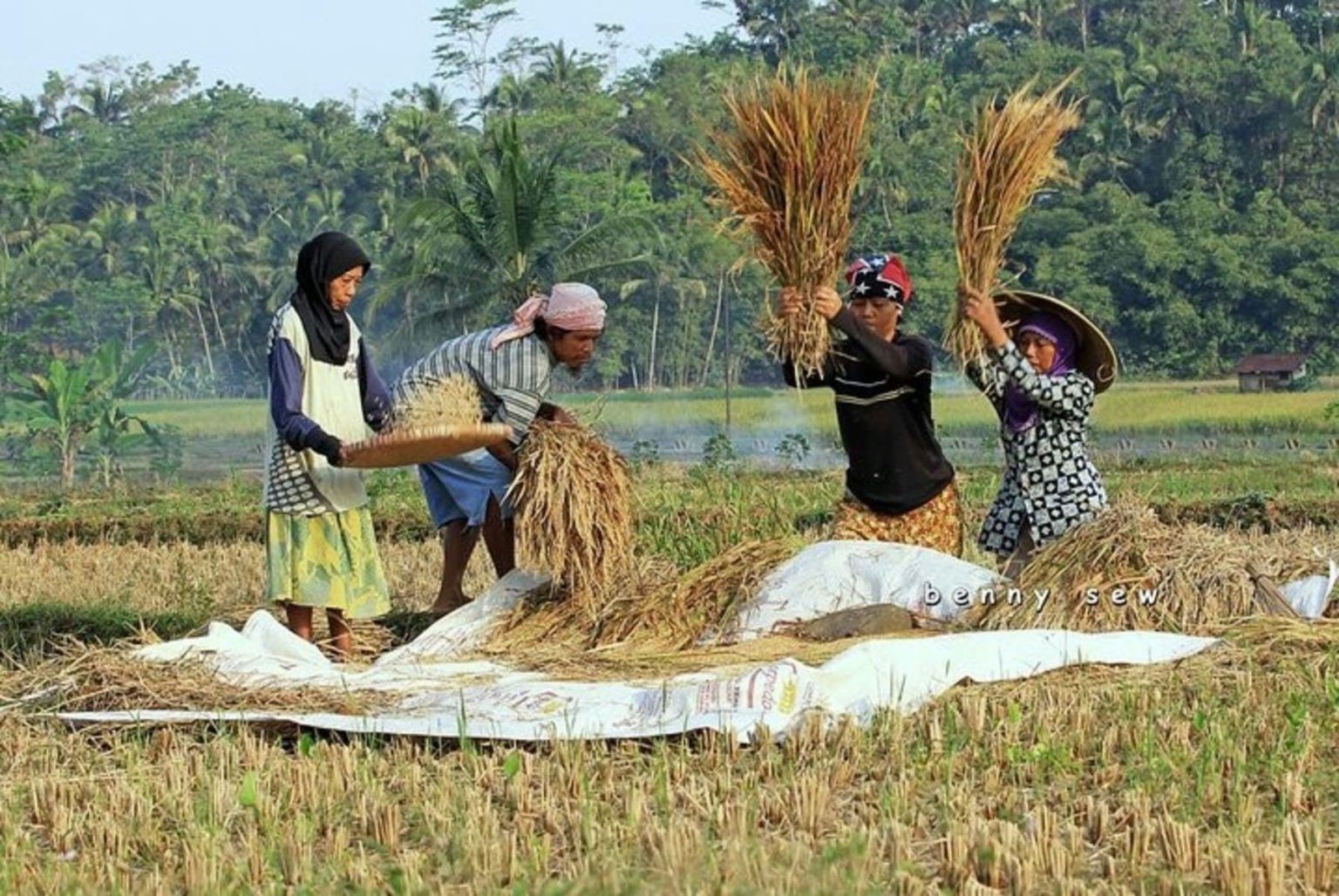 Rakyat Menjerit Harga Beras Naik, Prabowo Justru Siapkan Ekspor ke ...